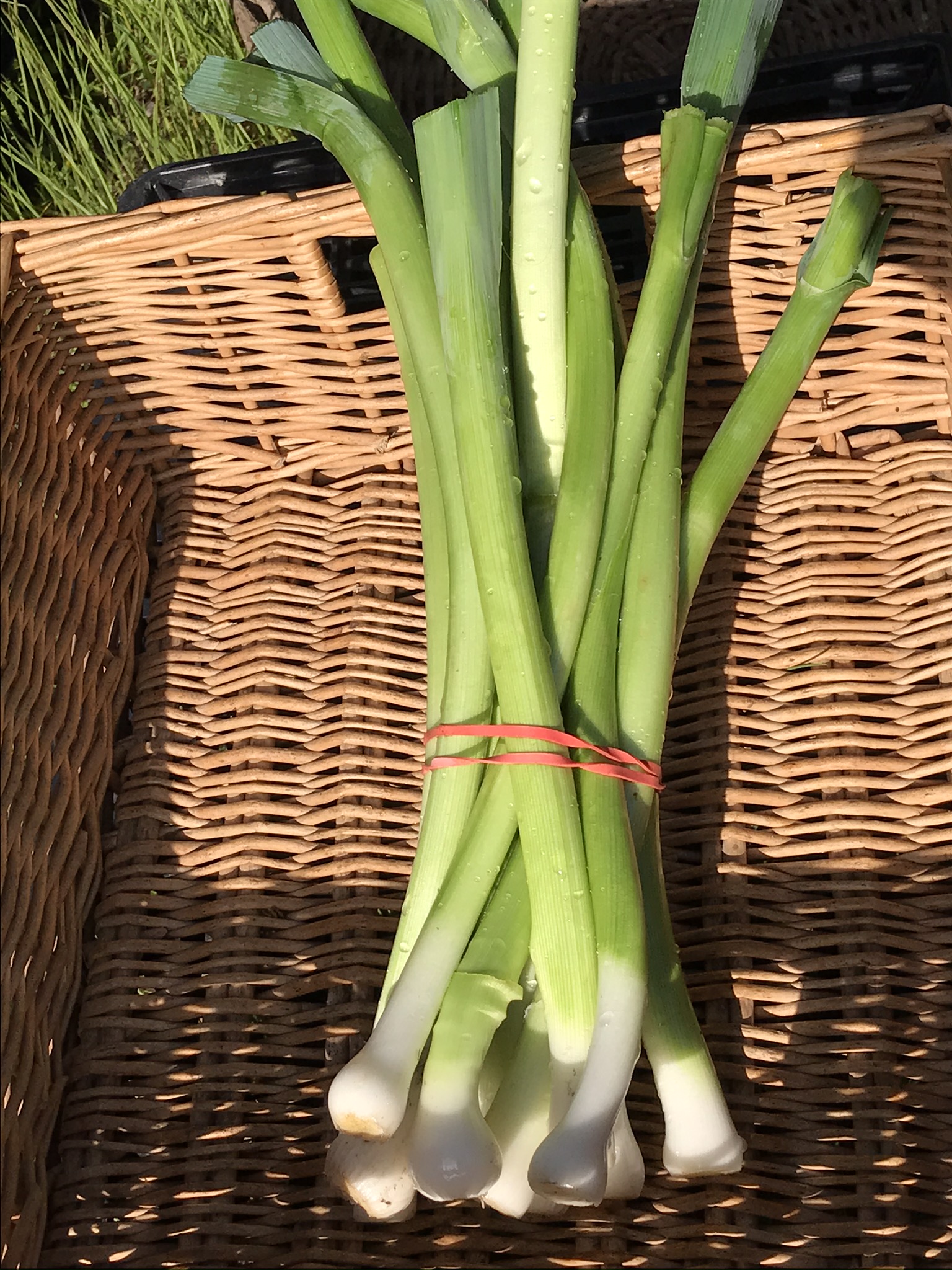Leek..Our Own …Approx 1 1/2 lb – Cormie Farm Website
